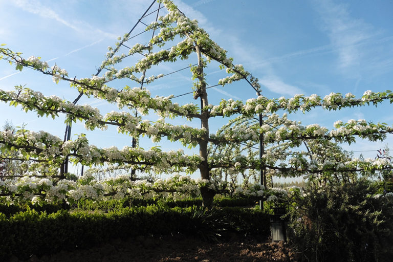Arbres fruitiers cultivés en Espaliers - Les Pépinières d'Enghien