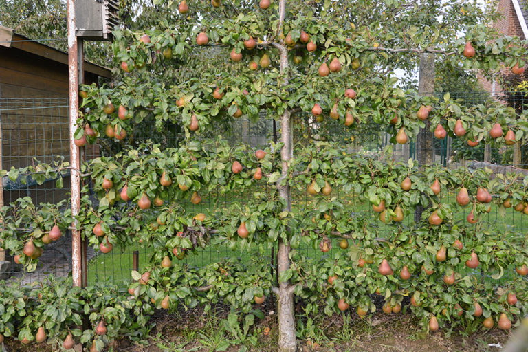 Horizontale palmetten - Boomkwekerij van Edingen