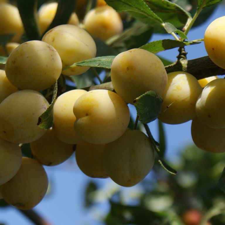 Mirabelle de Nancy - Les Pépinières d'Enghien