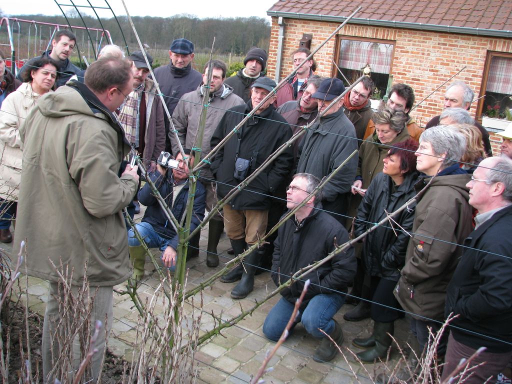 Snoeidemonstration van leifruitbomen - Boomkwekerij van Edingen