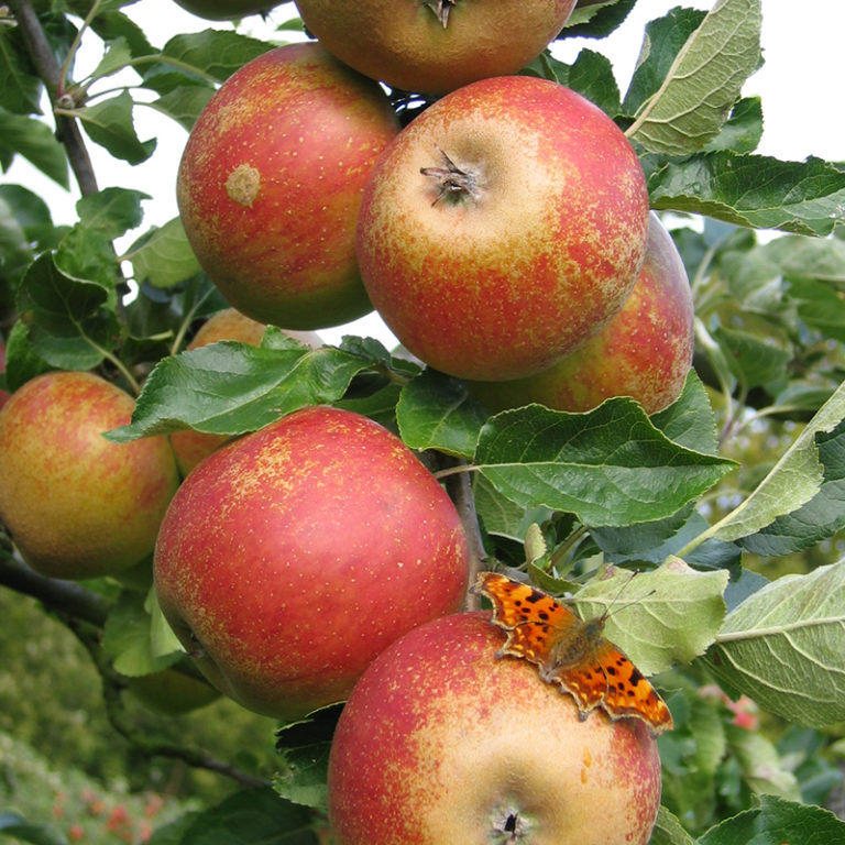 Karmijn van Sonaville - Boomkwekerij van Edingen