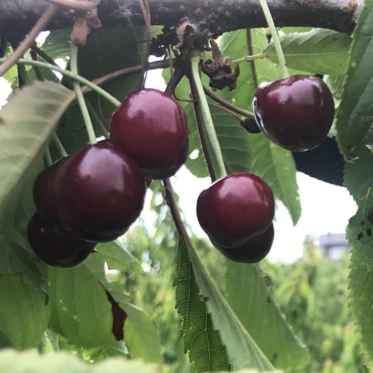 Guigne Early Rivers - Les Pépinières d'Enghien