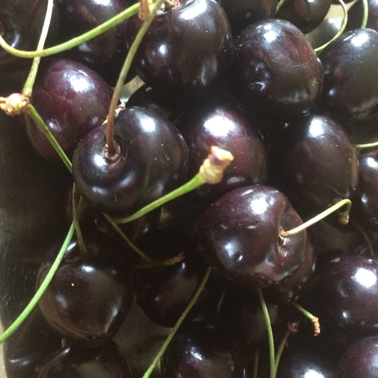 Bigarreau Kordia - Les Pépinières d'Enghien