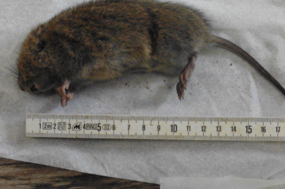 De Woelratten - Boomkwekerij van Edingen